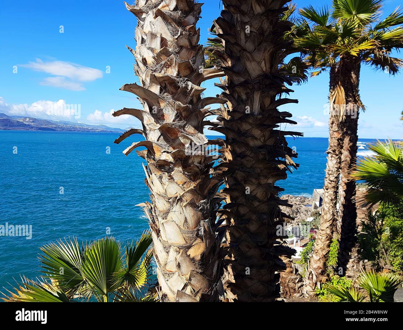 Palm trees on the background of the ocean Stock Photo - Alamy