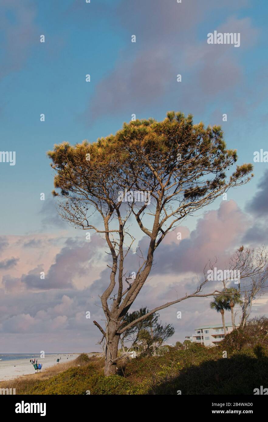 Wind Blowing Pine Trees