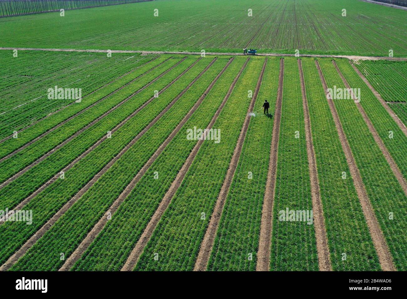 A Chinese farmer crop-dusts a wheat field during the spring planting ...