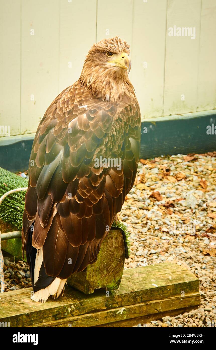 Sad eagle hi-res stock photography and images - Alamy