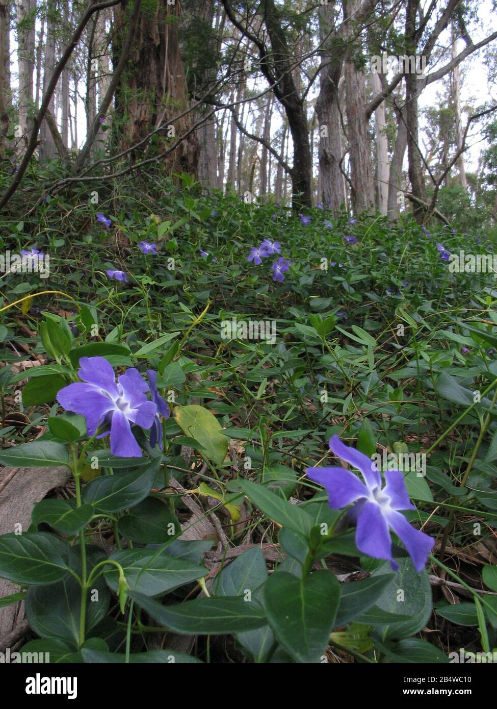 Shaded periwinkle hi-res stock photography and images - Alamy