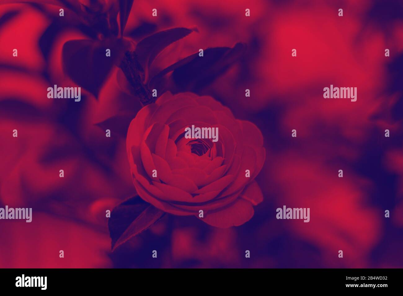 flower duotone in vibrant bold ultra violet and red gradient ...