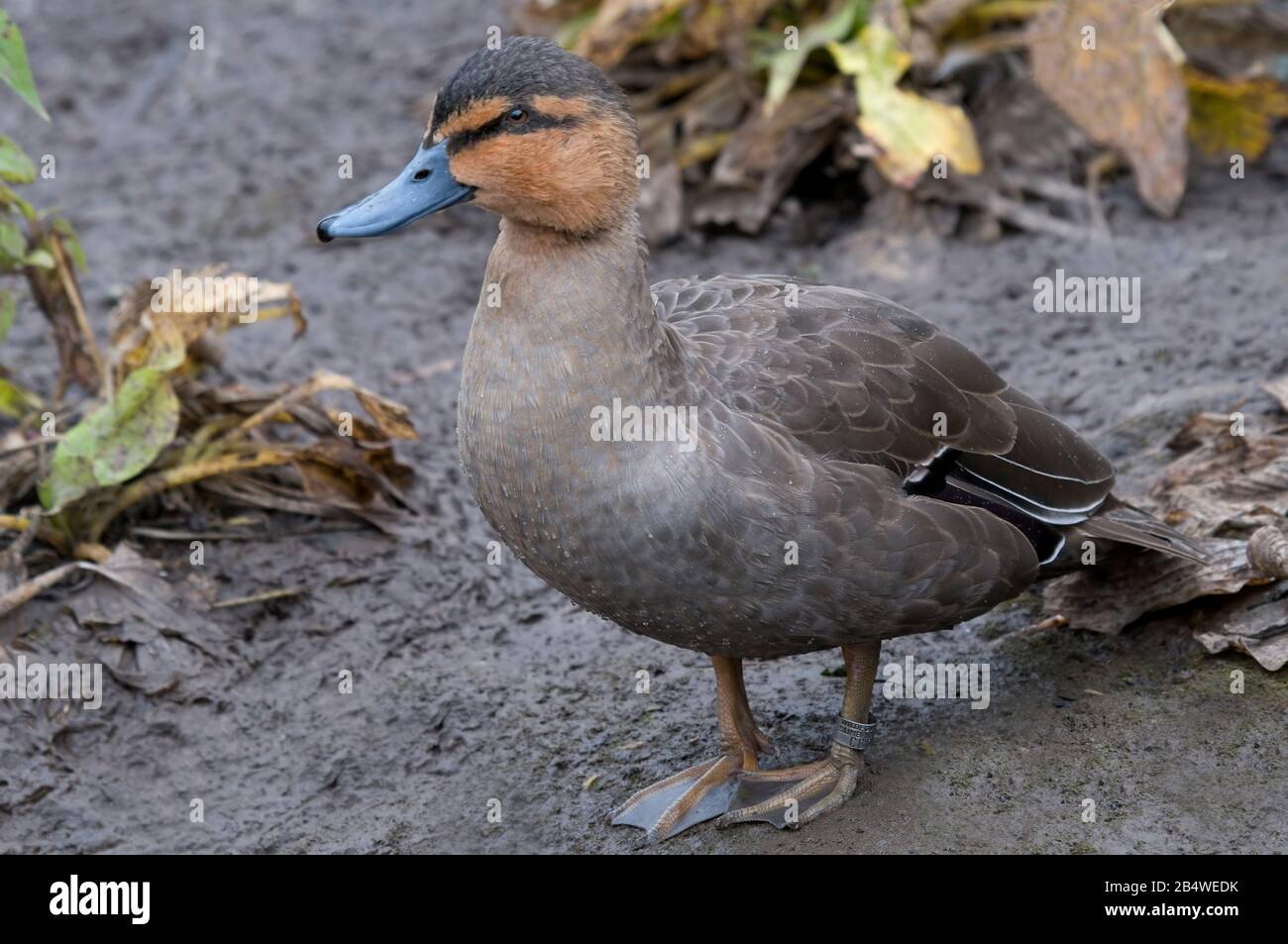 Philippine Duck Sitting On A Mudbank Stock Photo - Alamy