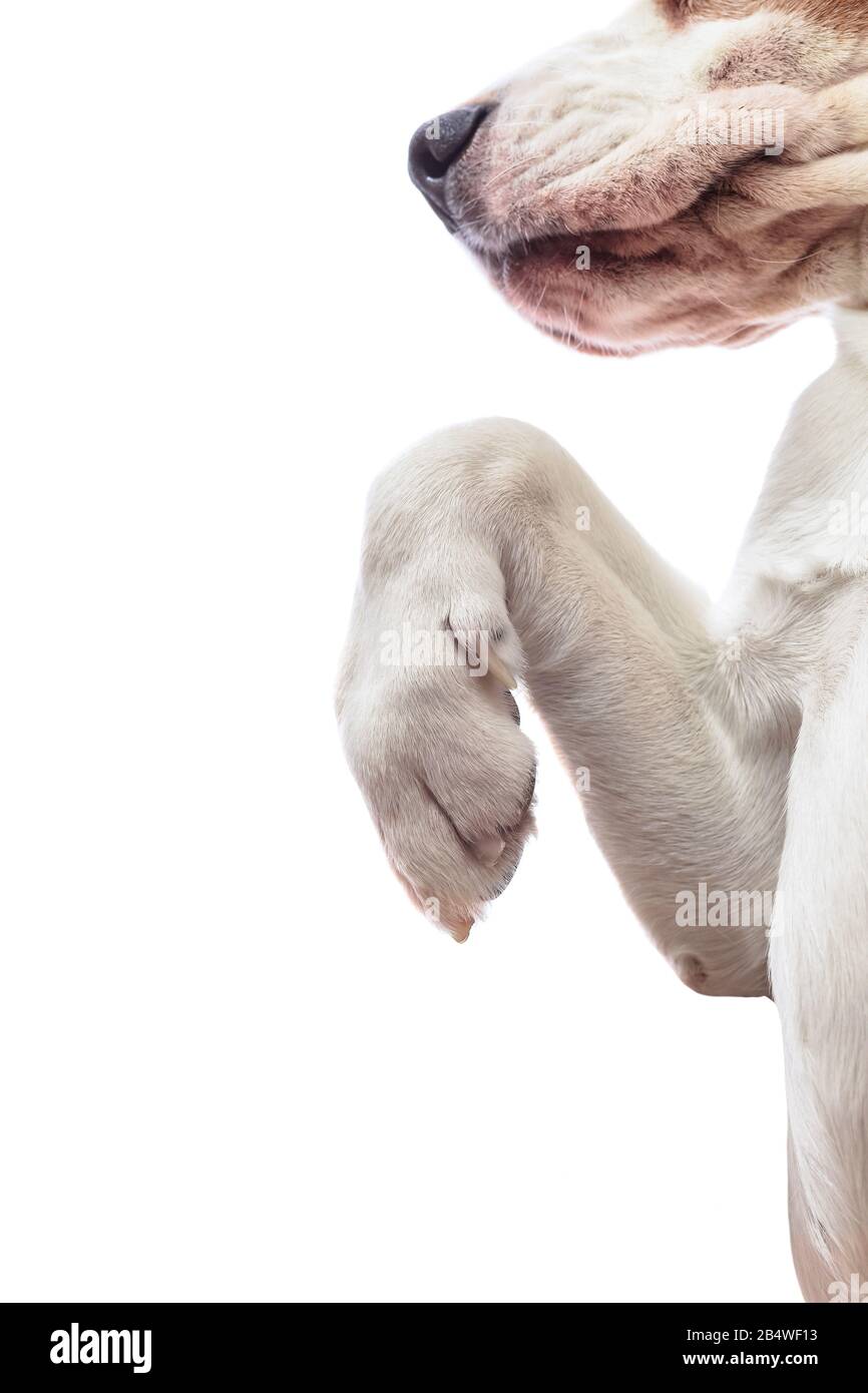 Paw of a dog , isolated on white background. Beagle on white Stock ...