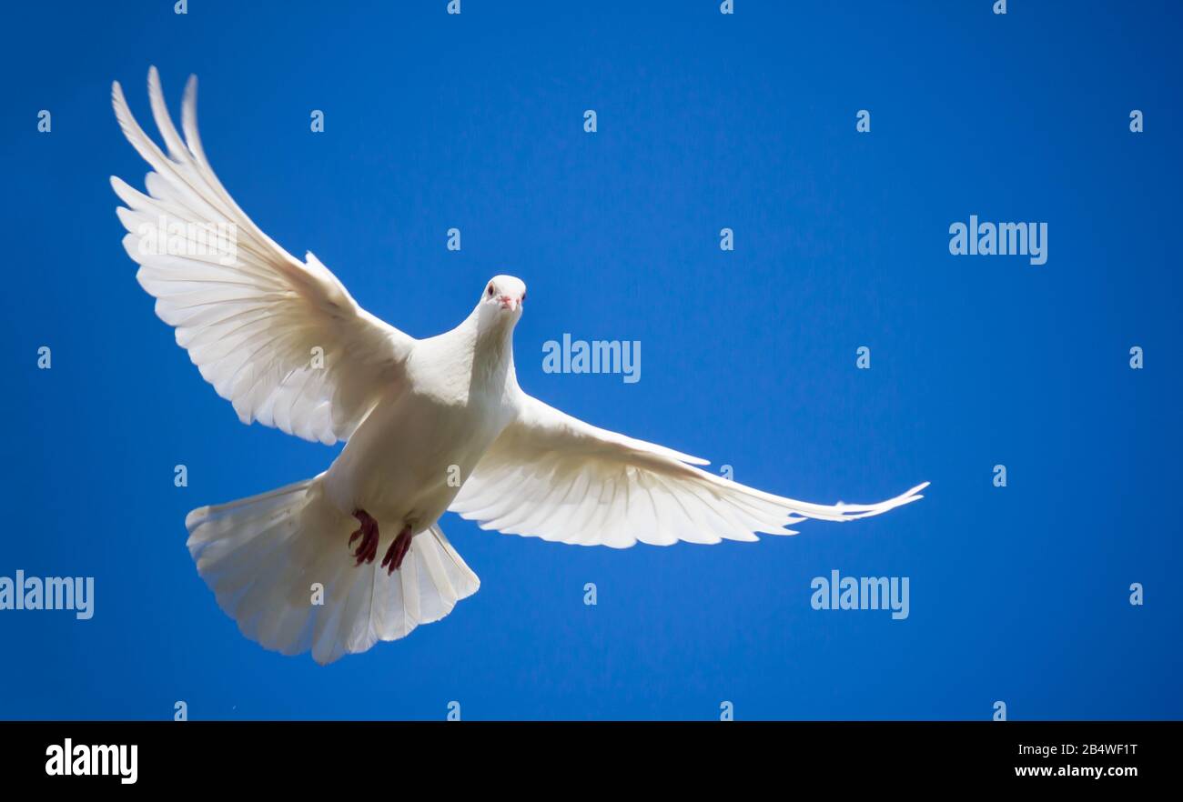 White dove flying blue sky hi-res stock photography and images - Alamy