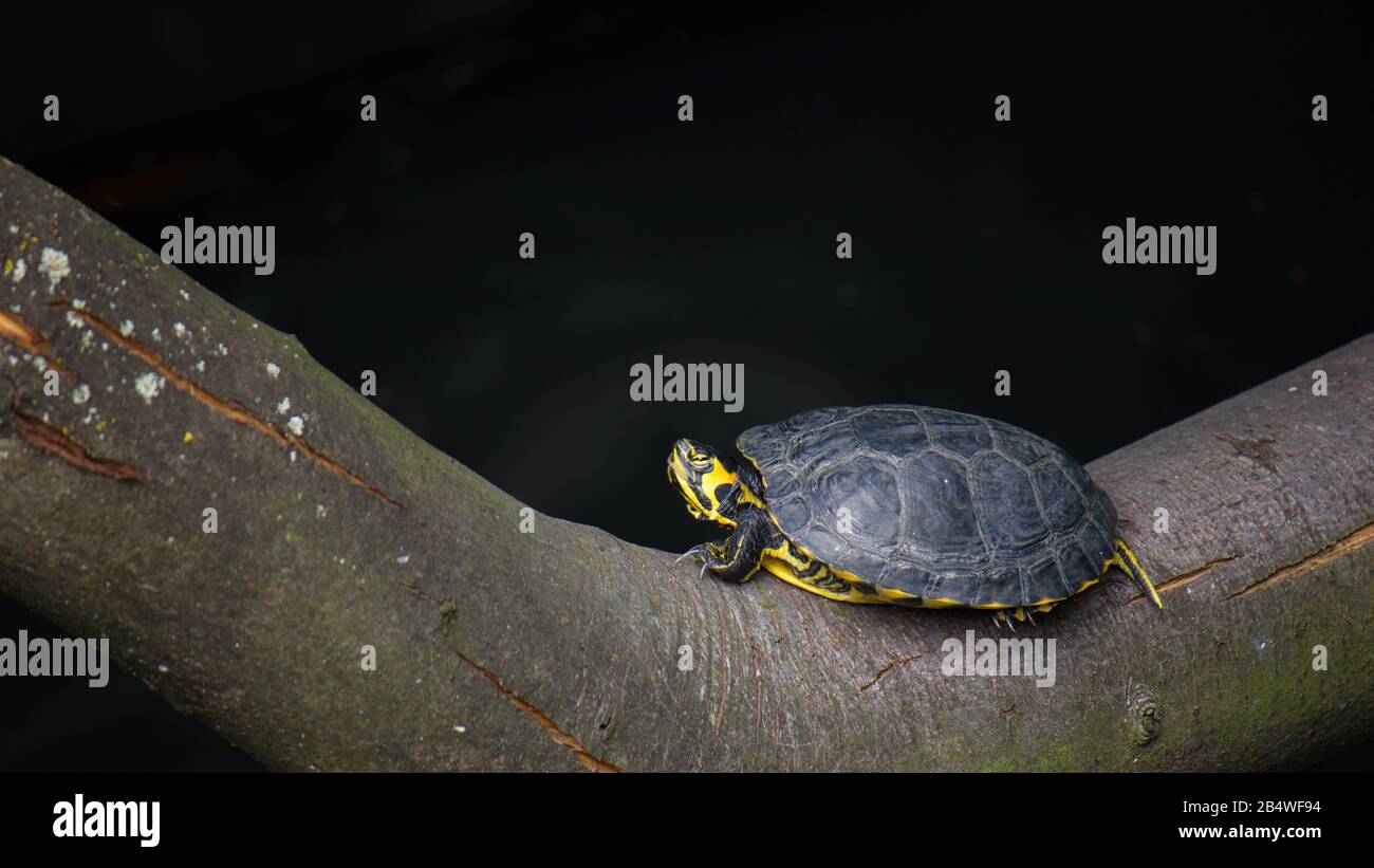 Slider turtle hi-res stock photography and images - Alamy