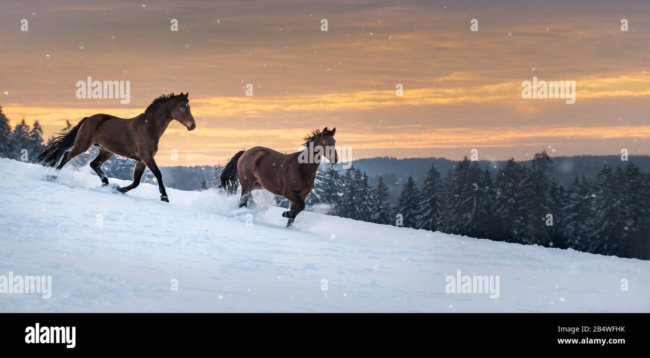 Riding horses through forest hi-res stock photography and images - Alamy