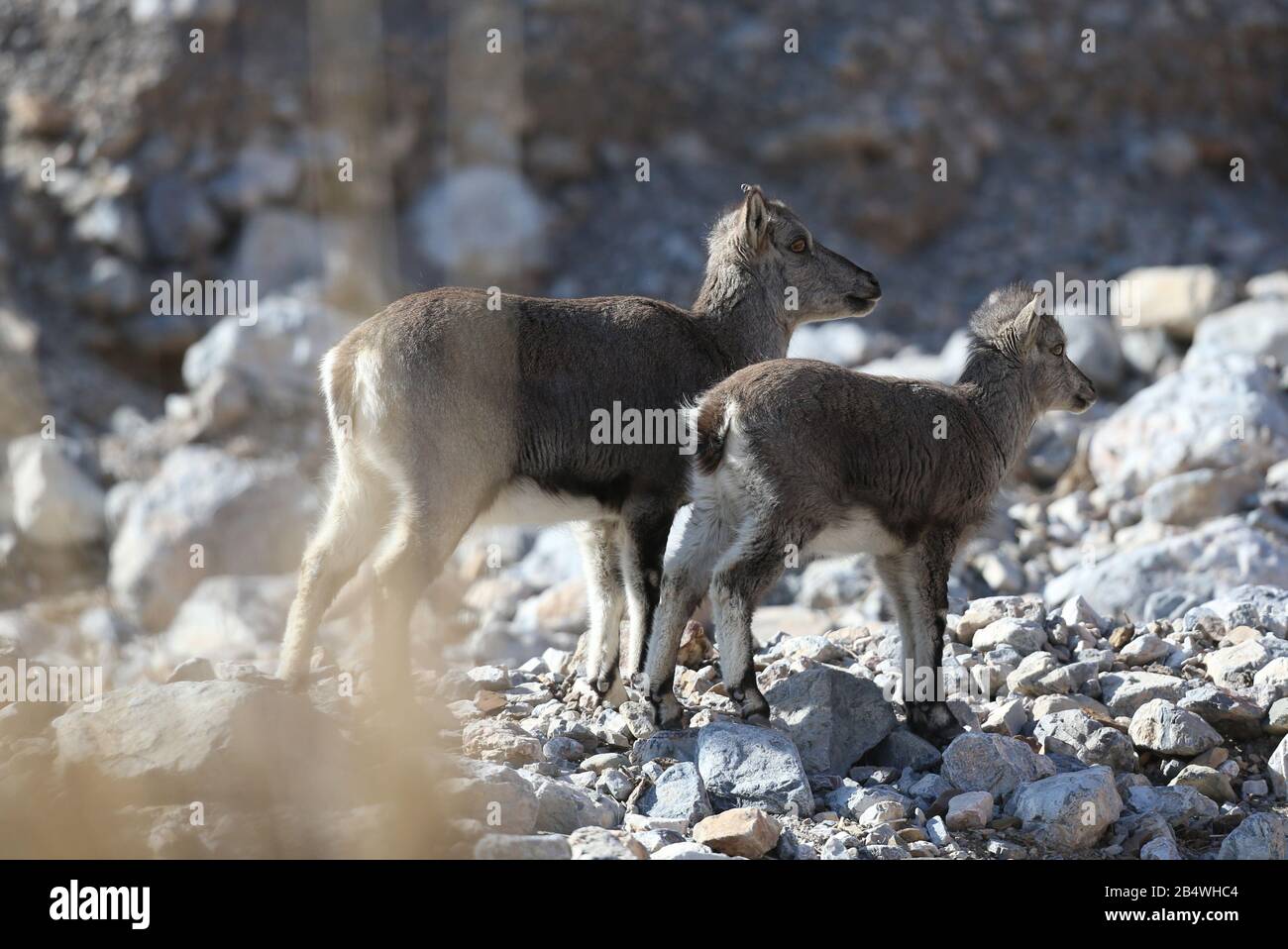China sheep ningxia hi-res stock photography and images - Alamy