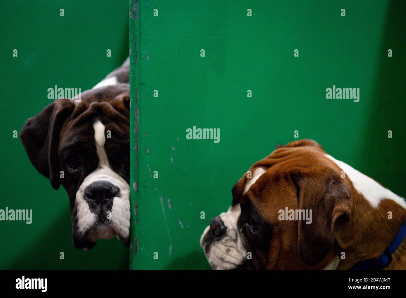 Boxer dogs at the Birmingham National Exhibition Centre (NEC) for the ...