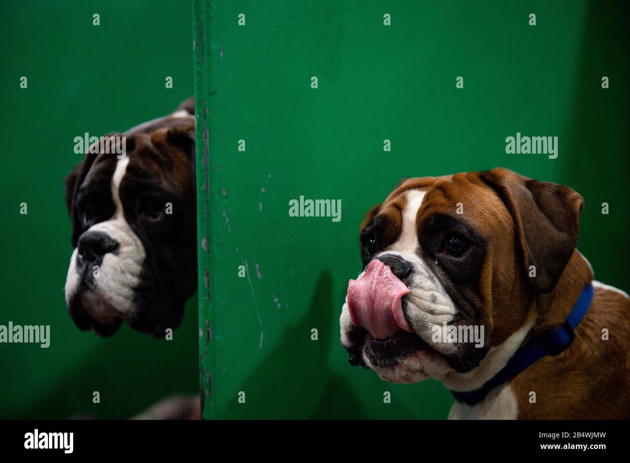Boxer dogs at the Birmingham National Exhibition Centre (NEC) for the ...