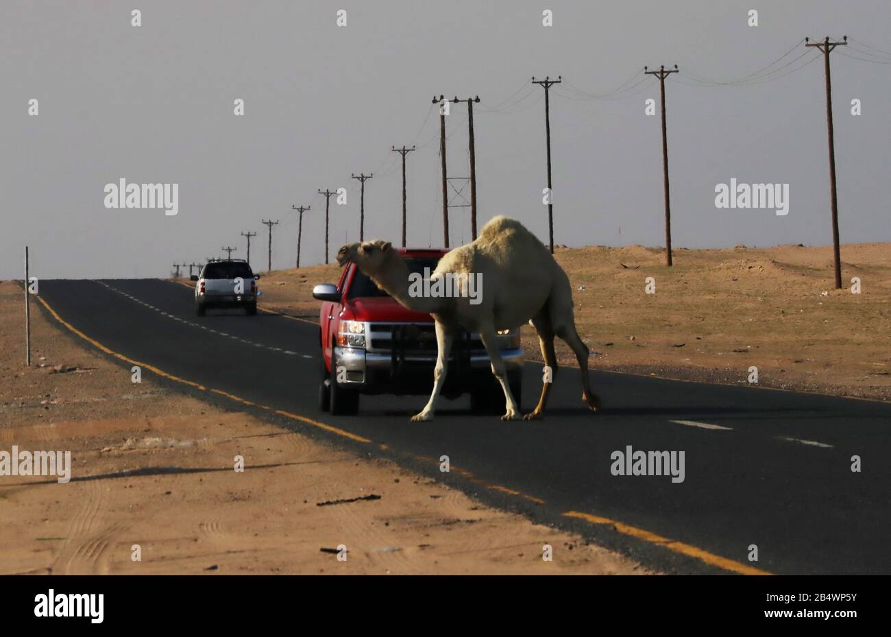 Camels crossing road in the desert with traffic and telegraph poles on ...
