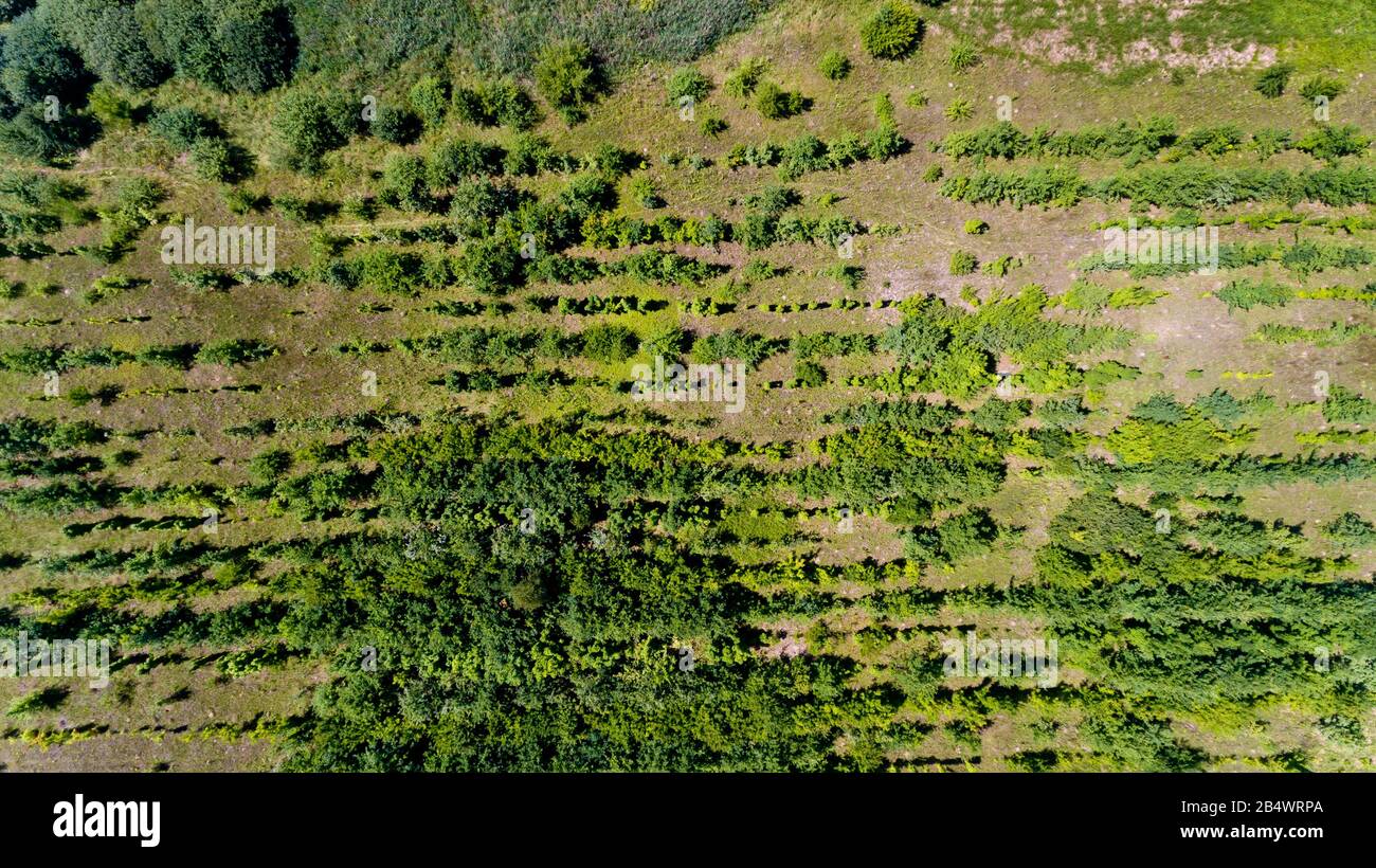 Top view of the forest Stock Photo - Alamy