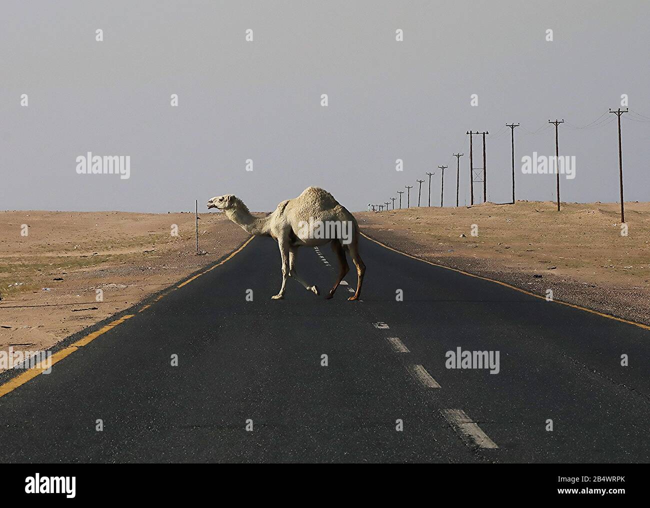 Camels crossing road in the desert with traffic and telegraph poles on ...