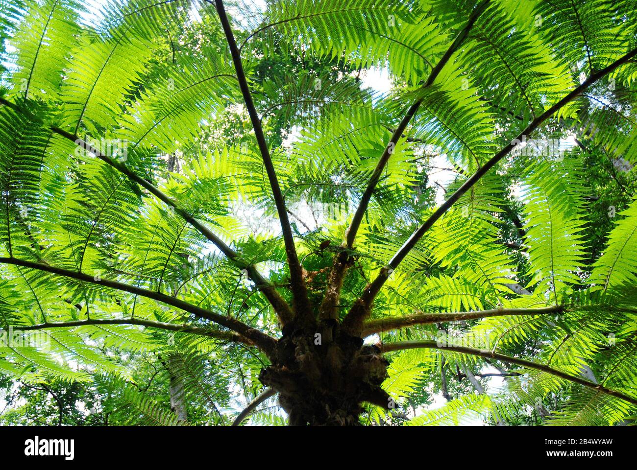 huge plam tree asia Taiwan Stock Photo - Alamy