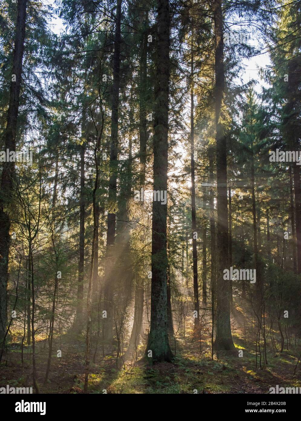 Abstract atmospheric landscape scene through trees in dense forest ...