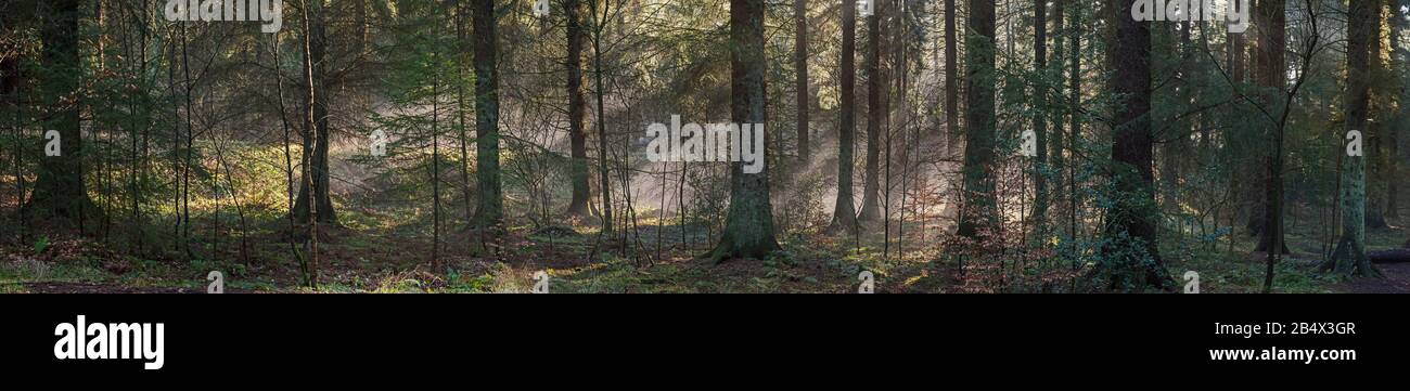 Abstract atmospheric panoramic landscape scene through trees in dense ...