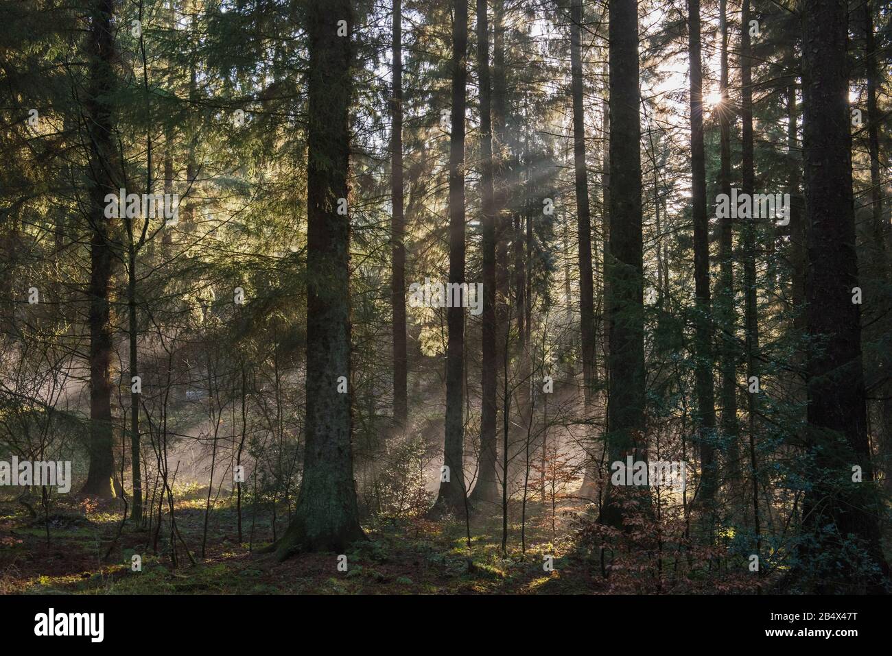 Abstract atmospheric landscape scene through trees in dense forest ...