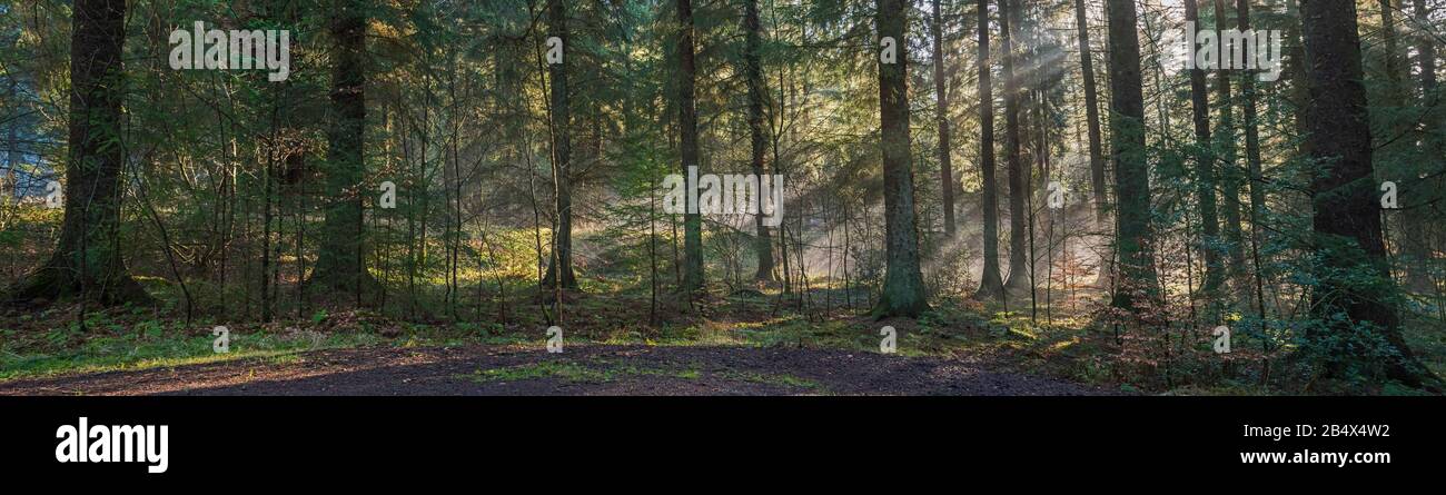 Abstract atmospheric panoramic landscape scene through trees in dense ...