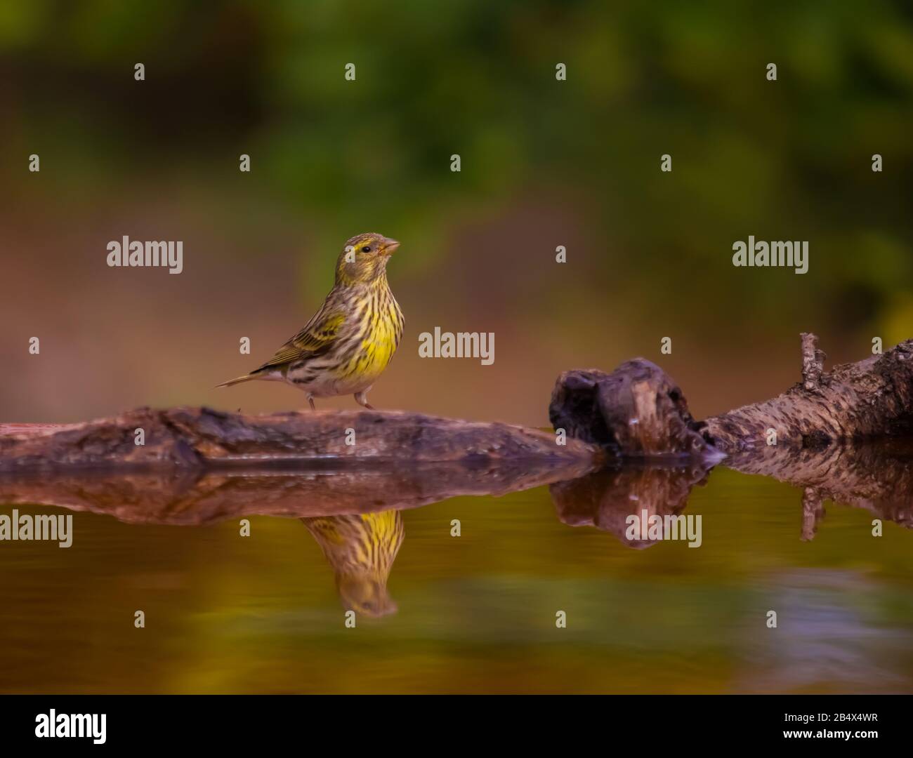 Serin garden hi-res stock photography and images - Alamy
