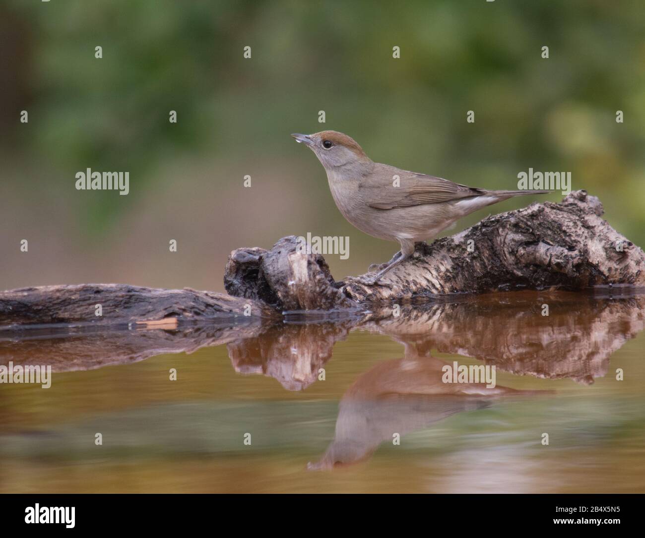 Female blackcap head hi-res stock photography and images - Alamy