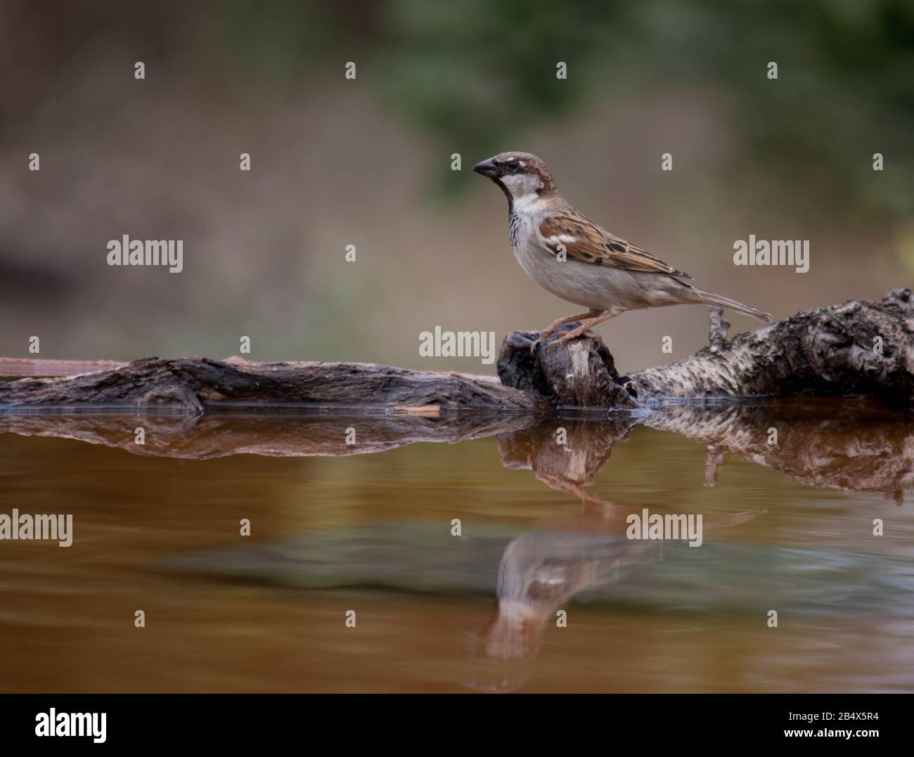 passer domesticus drinking water and his reflection on the water Stock ...