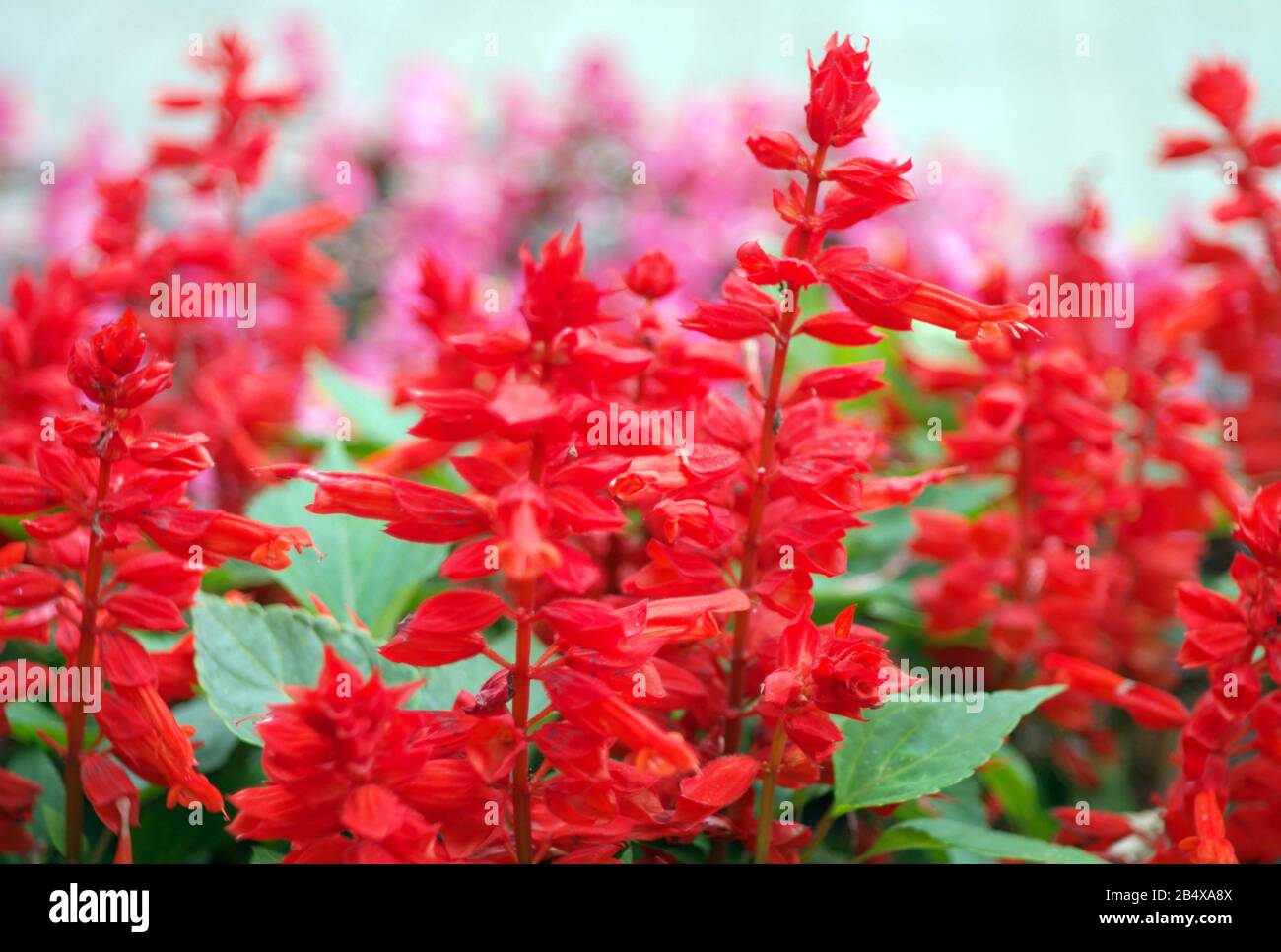 red little flowers Stock Photo - Alamy