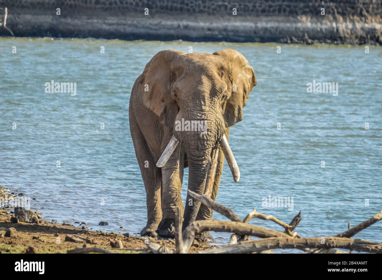 An isolated single lone African elephant in musth walking in a nature ...