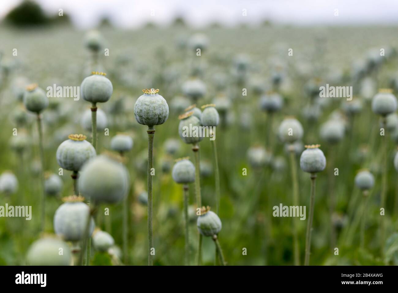 poppy seed field Stock Photo - Alamy