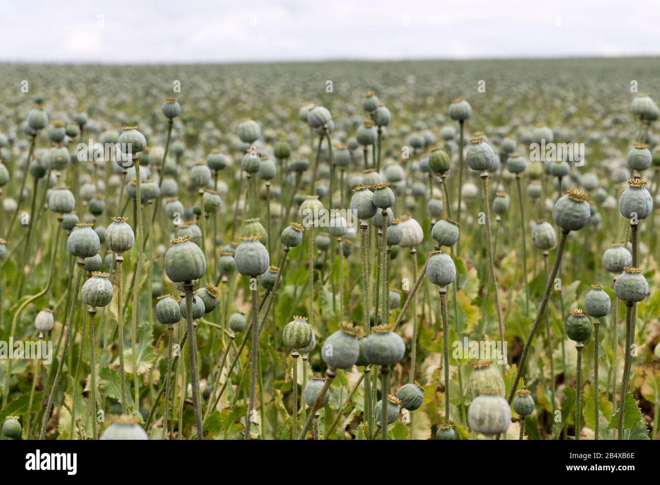 Poppy seed field hi-res stock photography and images - Alamy