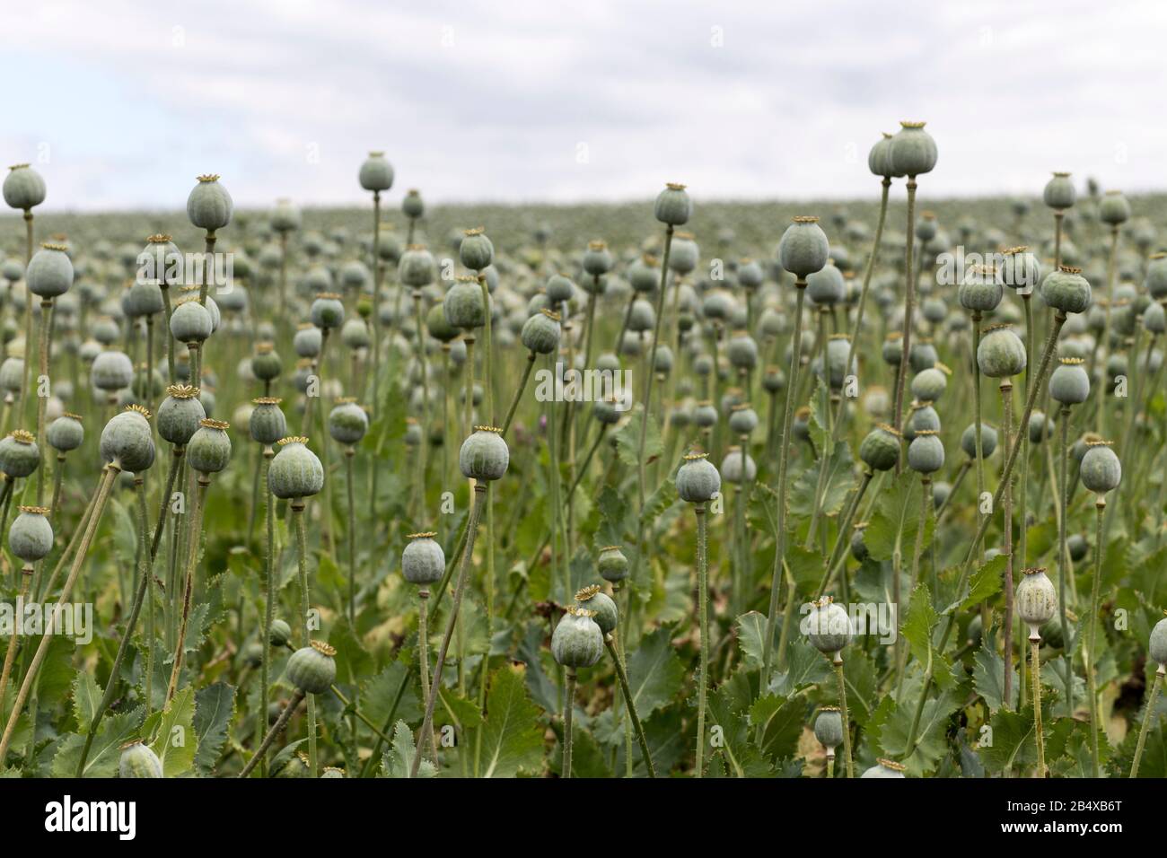Poppy seed field hi-res stock photography and images - Alamy