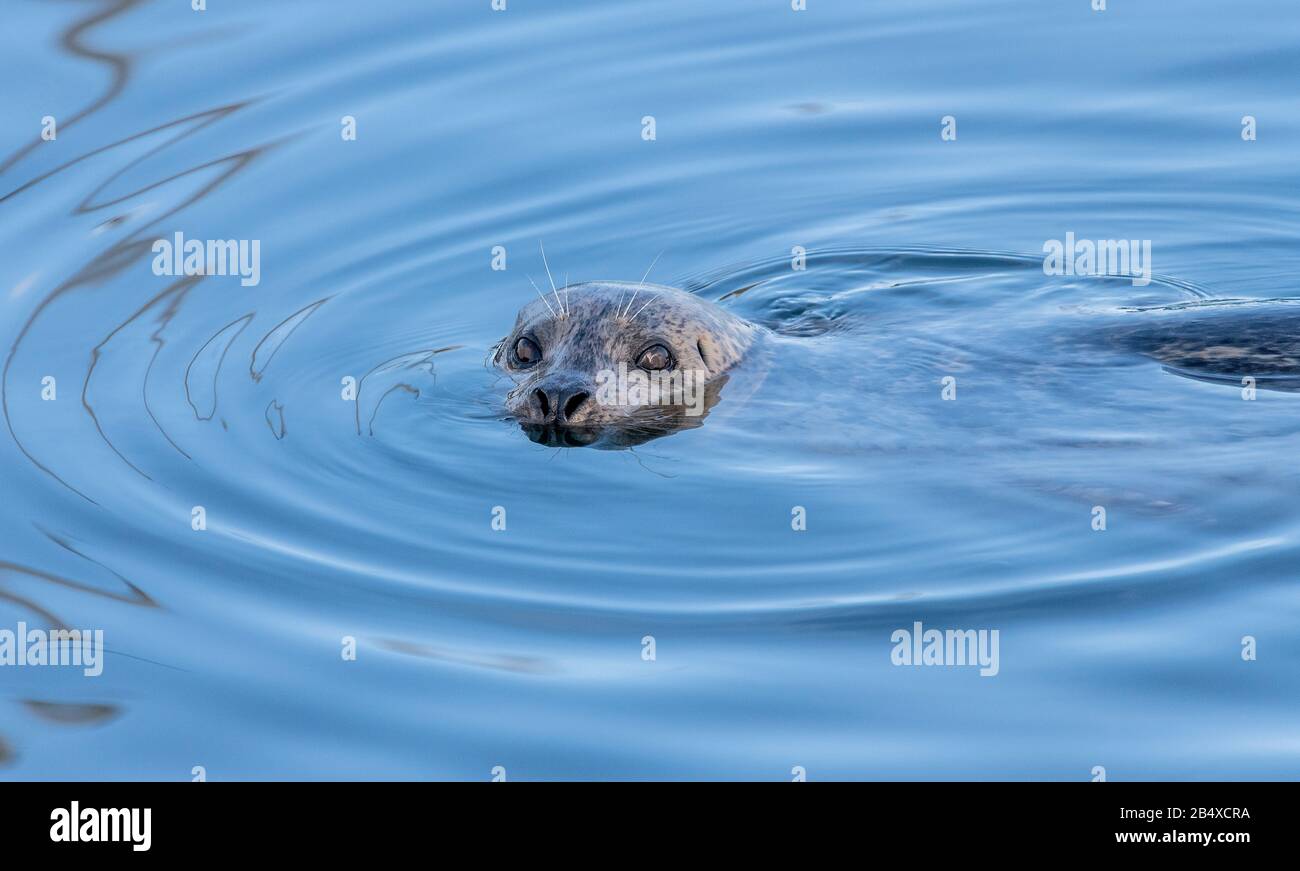 Harbor seals hi-res stock photography and images - Alamy