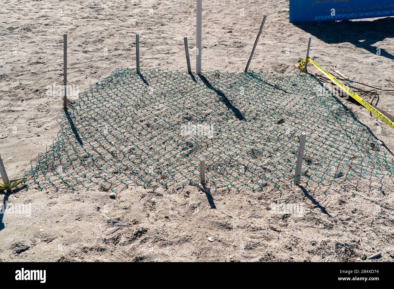 protected Turtle nest on the beach baja california sur mexico Stock ...