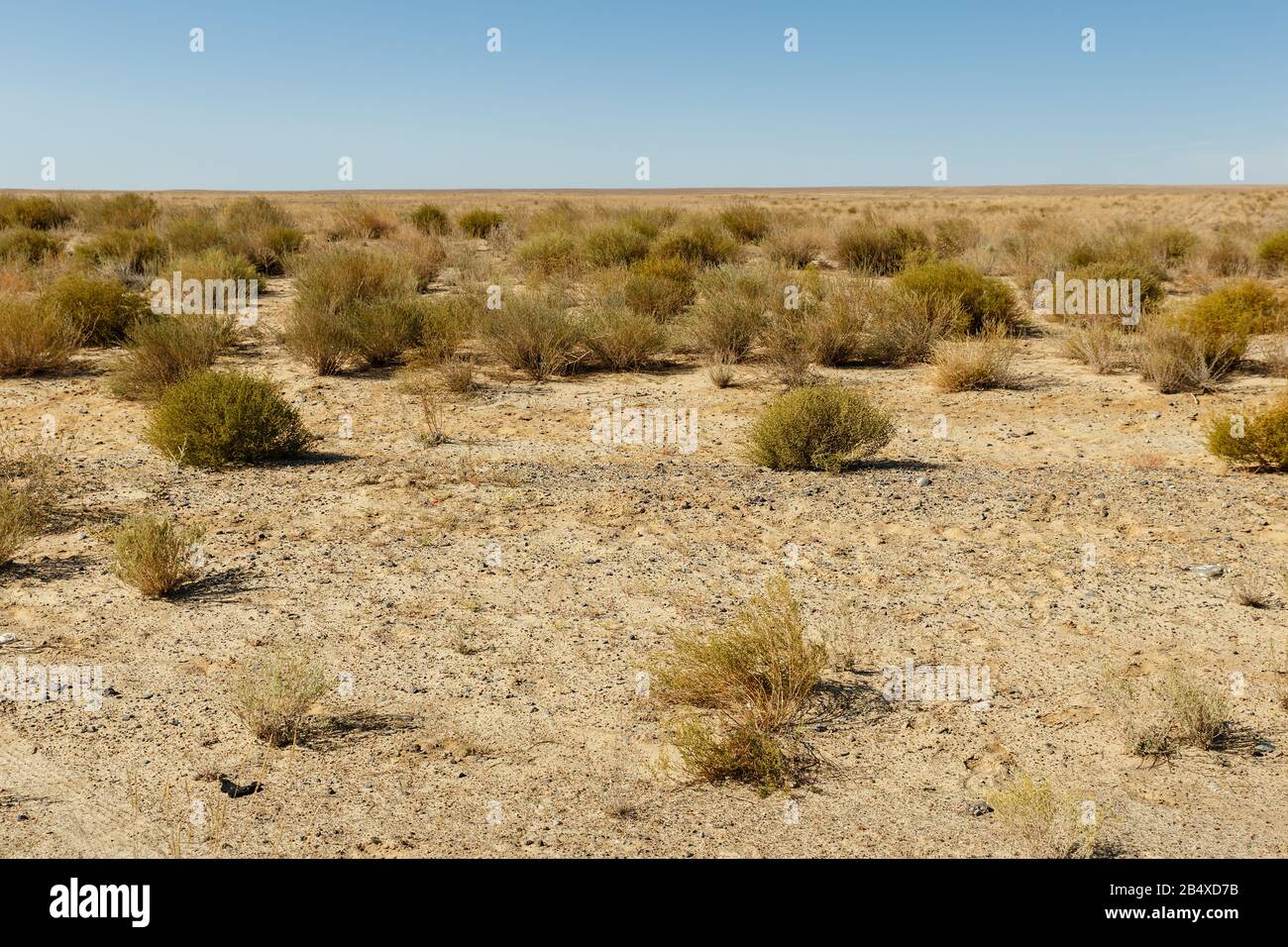 steppe in Kazakhstan, green shrubs in the sand steppes Stock Photo - Alamy
