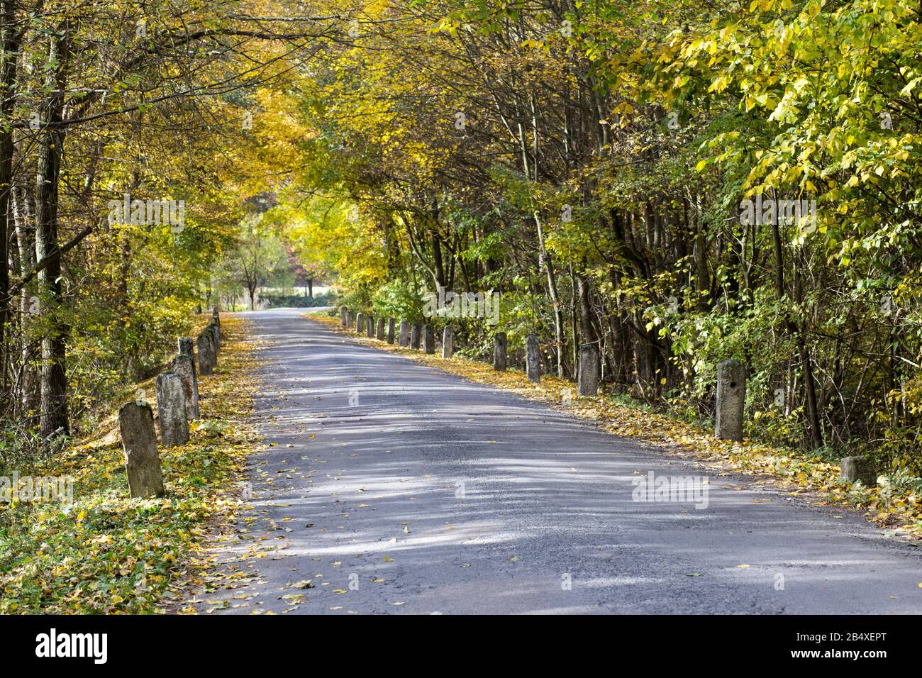 Tree milestones hi-res stock photography and images - Alamy