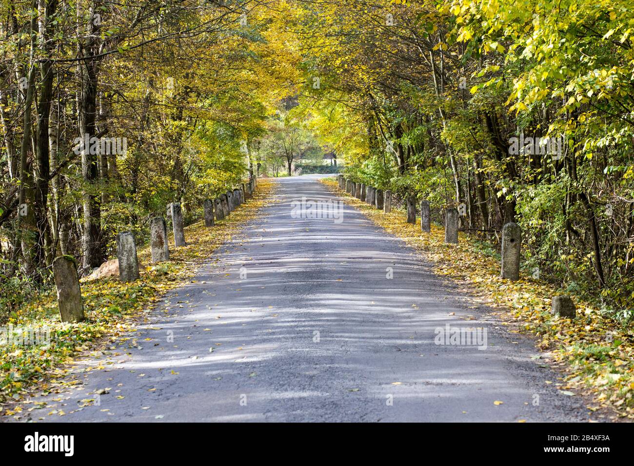 Tree milestones hi-res stock photography and images - Alamy