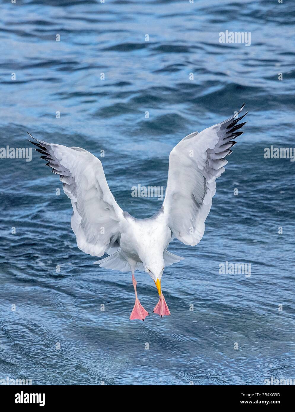 Western gull, Larus occidentalis, in flight, over the Pacific; coast of ...