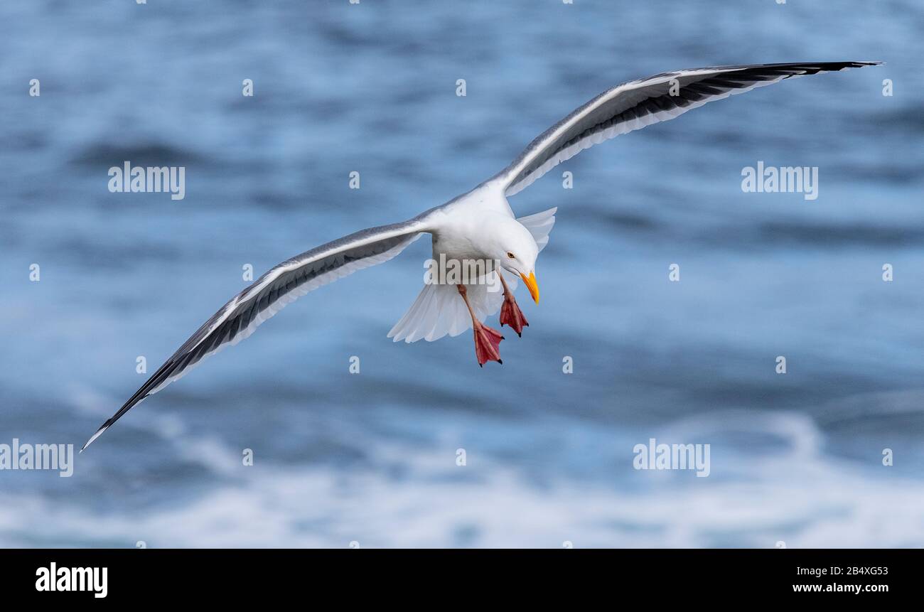 Western gull, Larus occidentalis, in flight, over the Pacific; coast of ...
