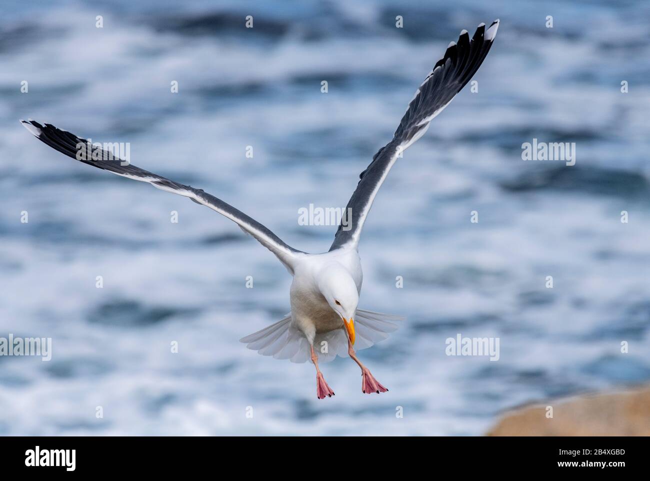 Western gull, Larus occidentalis, in flight, over the Pacific; coast of ...