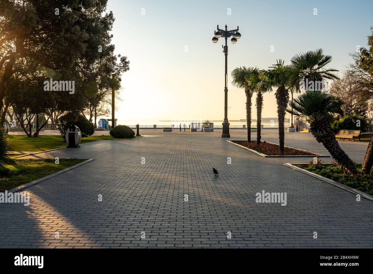 Seaside Park of the city of Baku Azerbaijan with decorative trees Stock ...