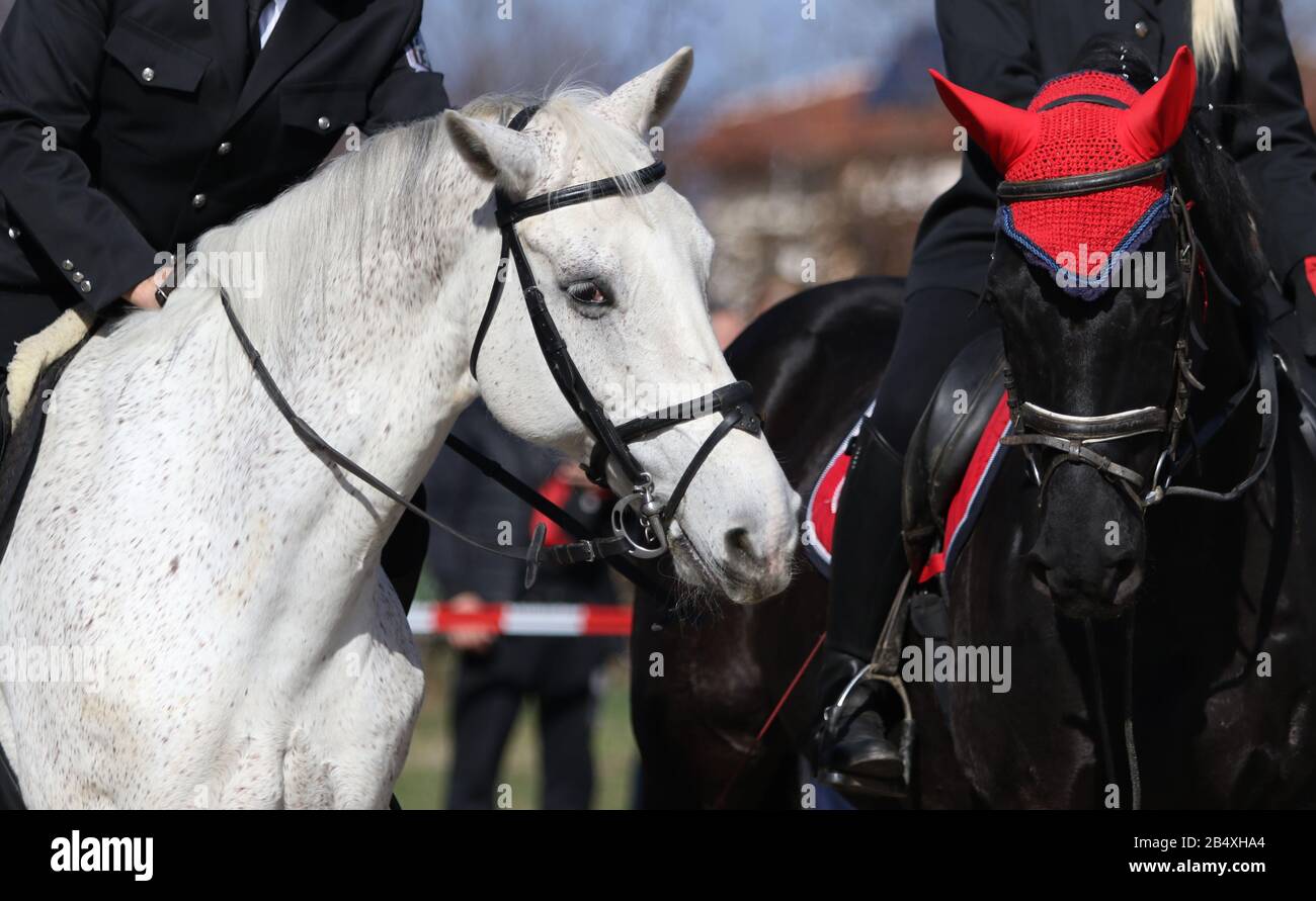Bulgarian men ride their horses during celebrations marking the ...