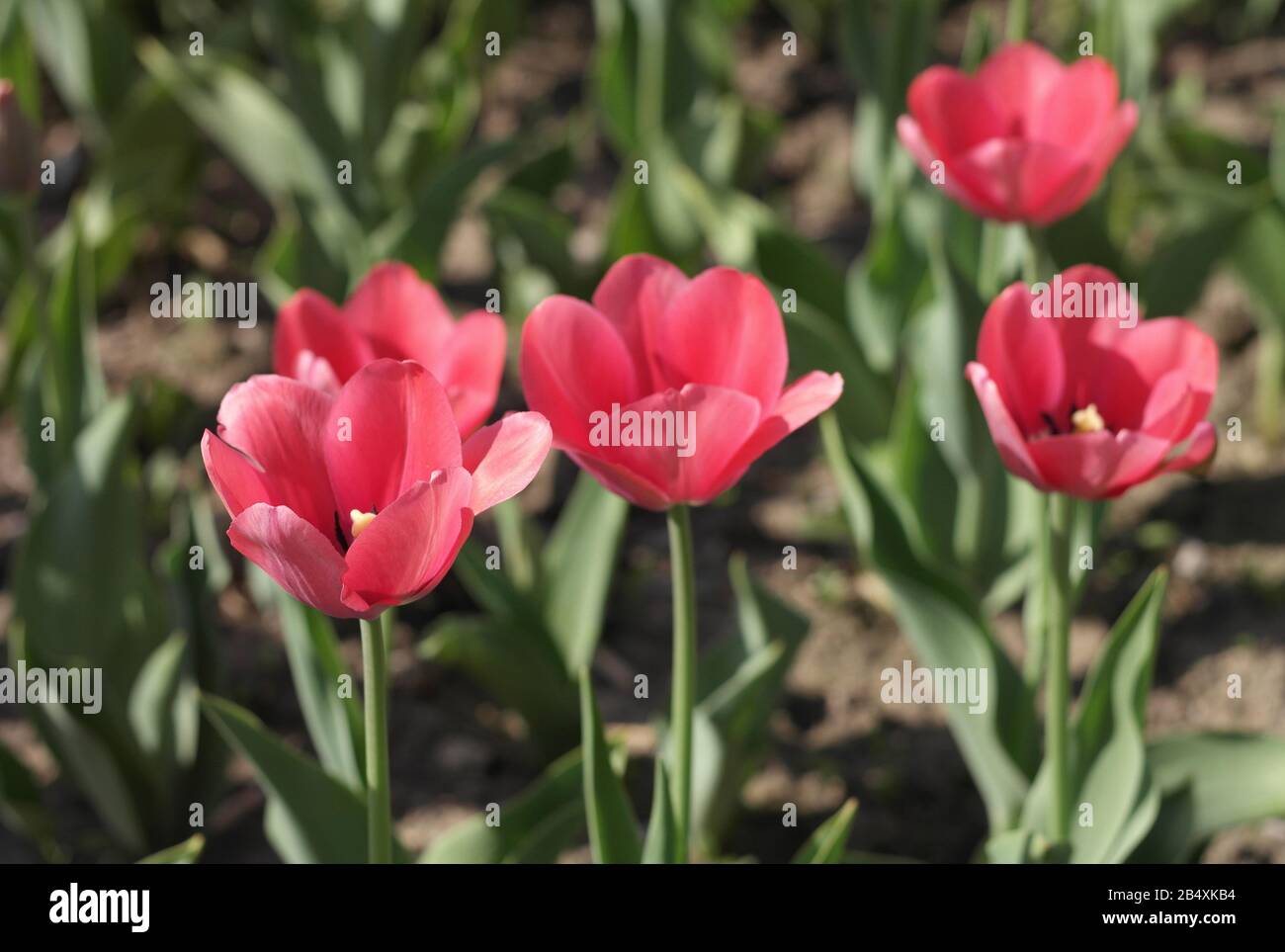 Red Tulip at Spring Stock Photo - Alamy