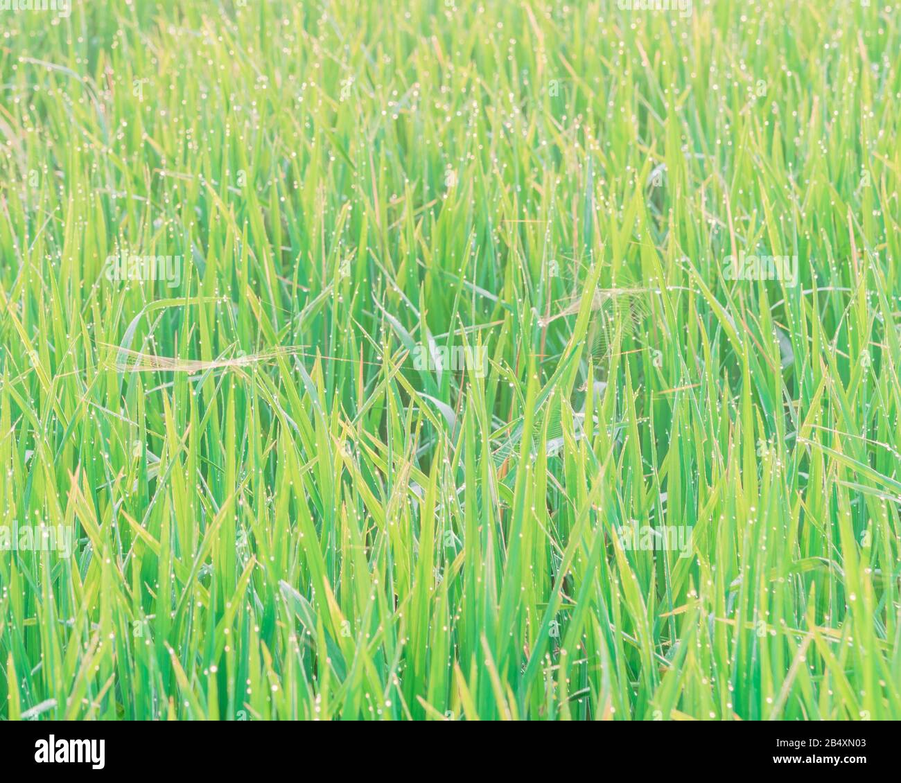 Vietnamese spider hi-res stock photography and images - Alamy