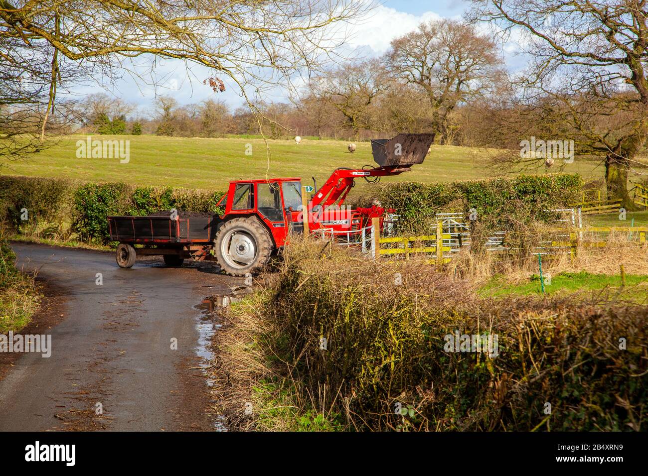 Red farm tractor pulling a trailer in Cheshire England rural farmland ...
