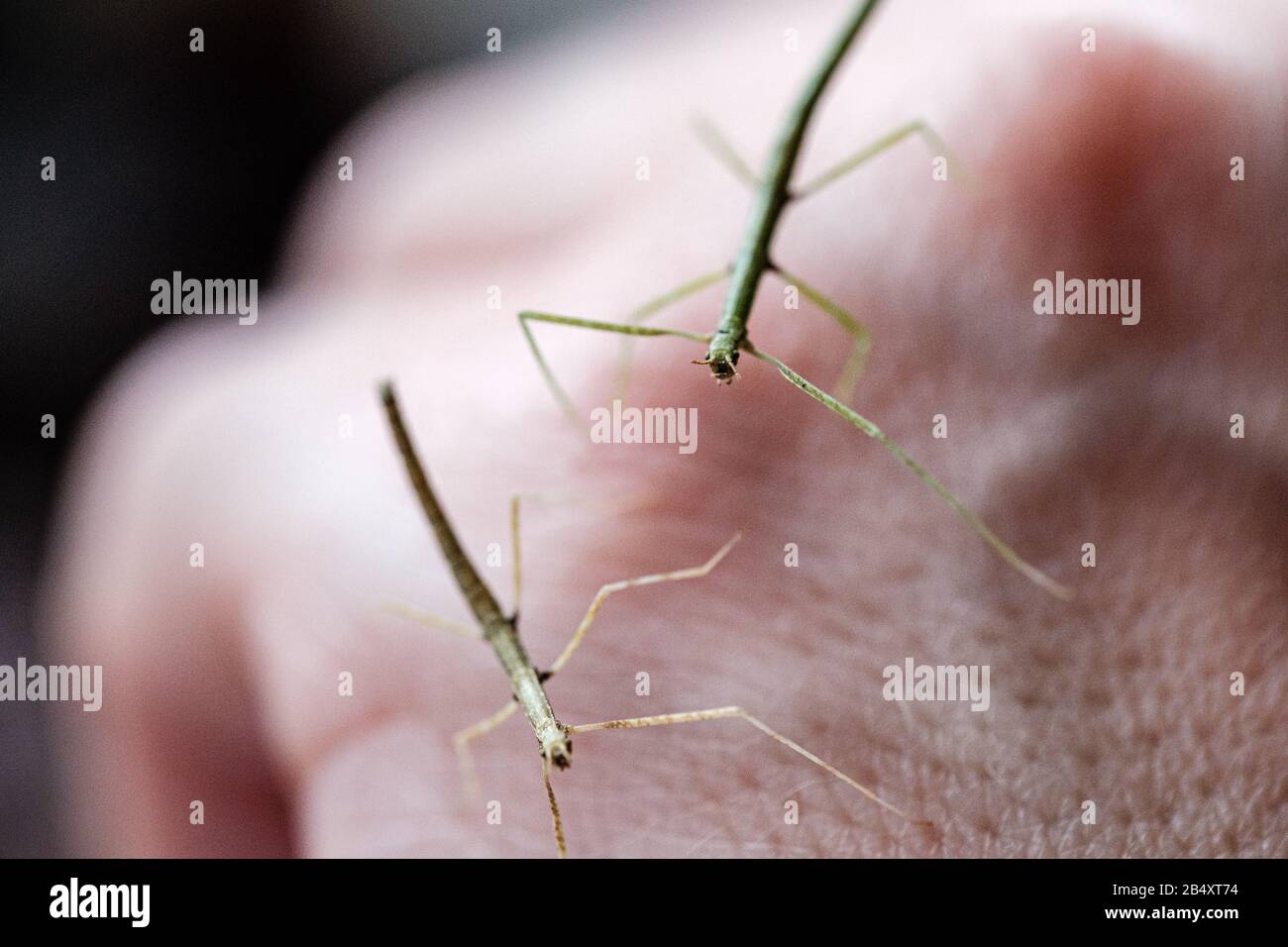 Vietnamese spider hi-res stock photography and images - Alamy