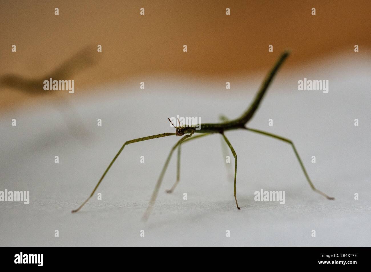 small Medauroidea extradentata, commonly known as the Vietnamese or ...