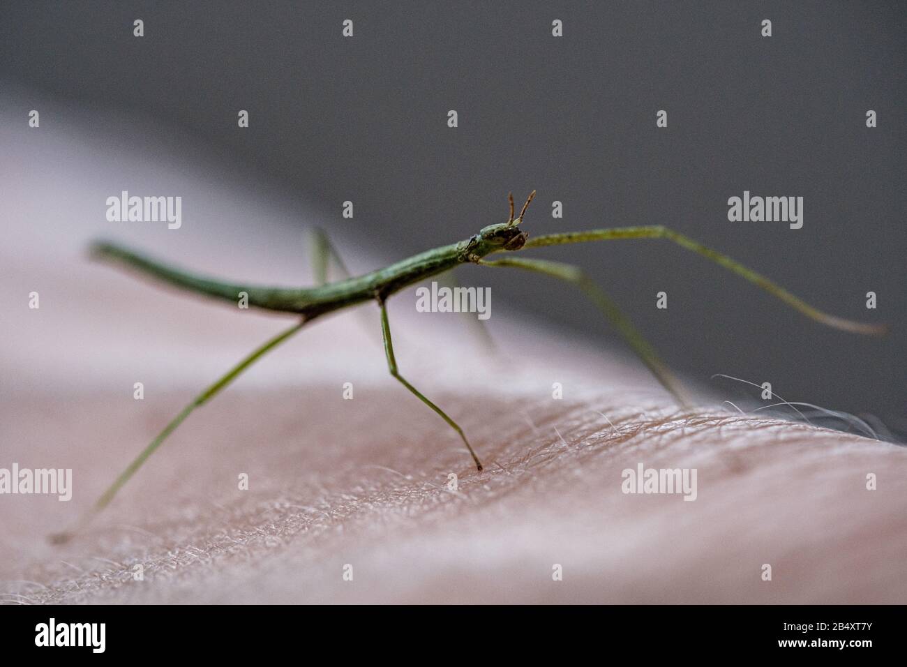 small Medauroidea extradentata, commonly known as the Vietnamese or ...