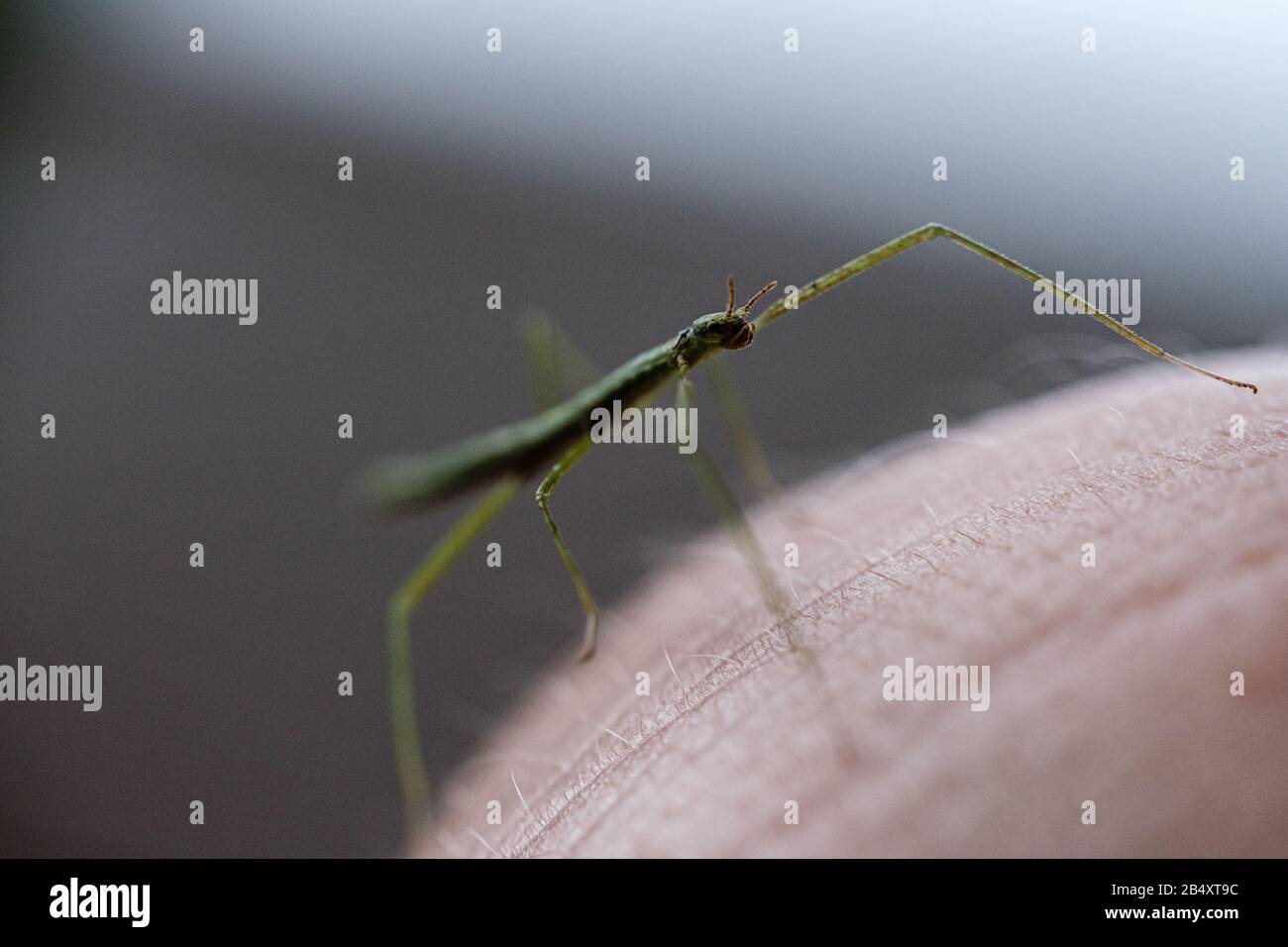 Phasmatidae spider hi-res stock photography and images - Alamy