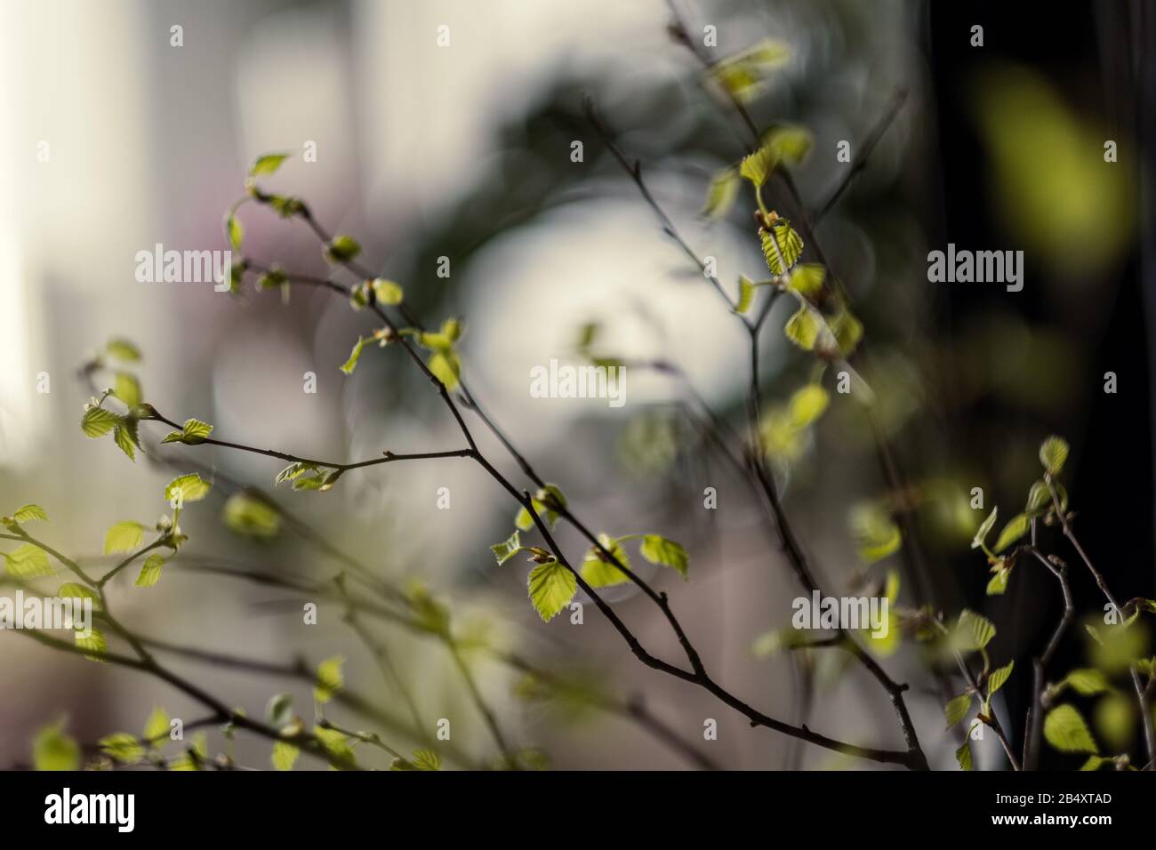 fresh green birch tree leaves and branches blooming in spring with nice ...