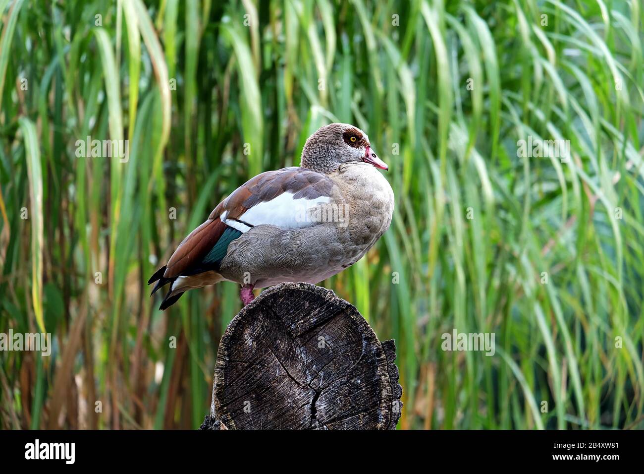 White goose tree hi-res stock photography and images - Alamy