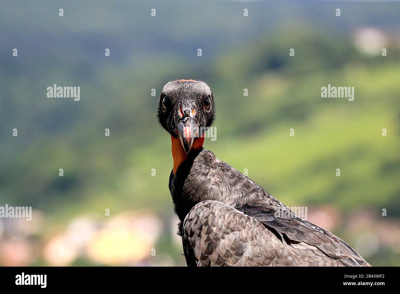 king vulture looking curious into the camera, bird in front og nice ...